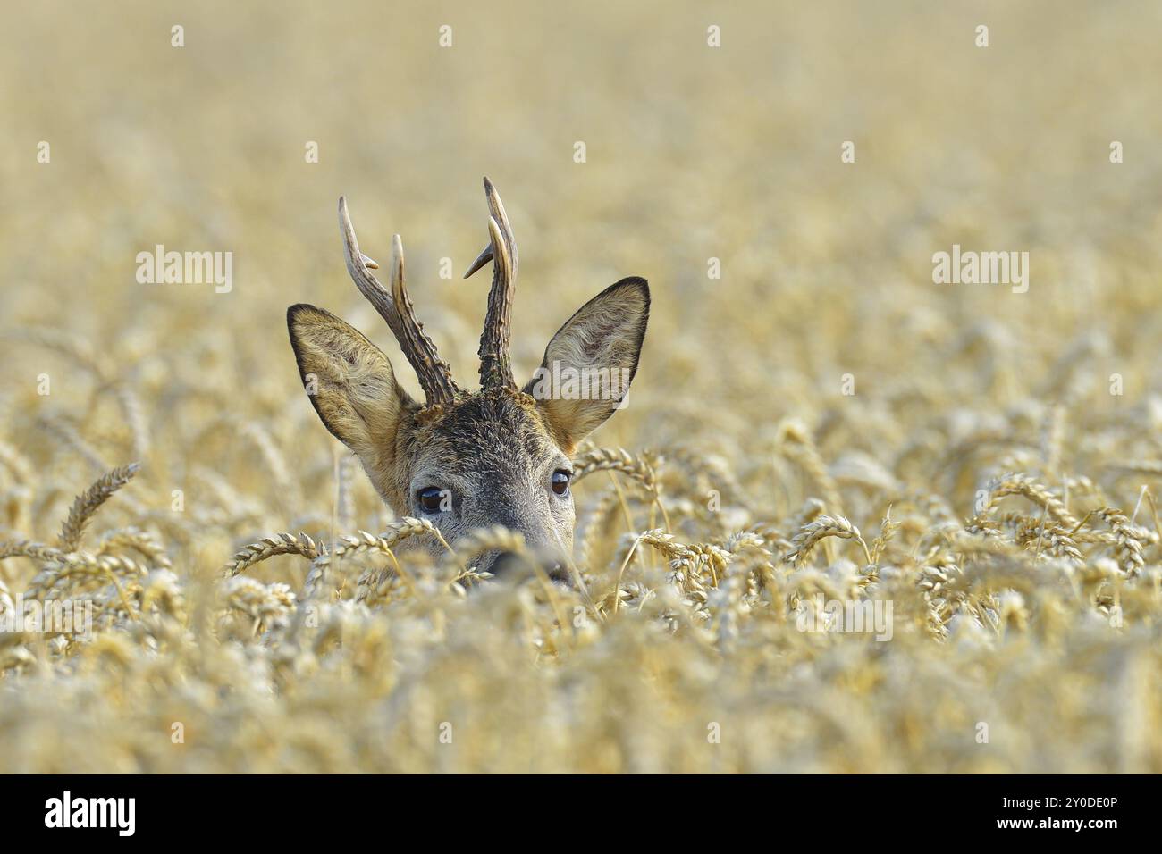 Roebuck in a wheat field, Capreolus capreolus, Germany, European ...