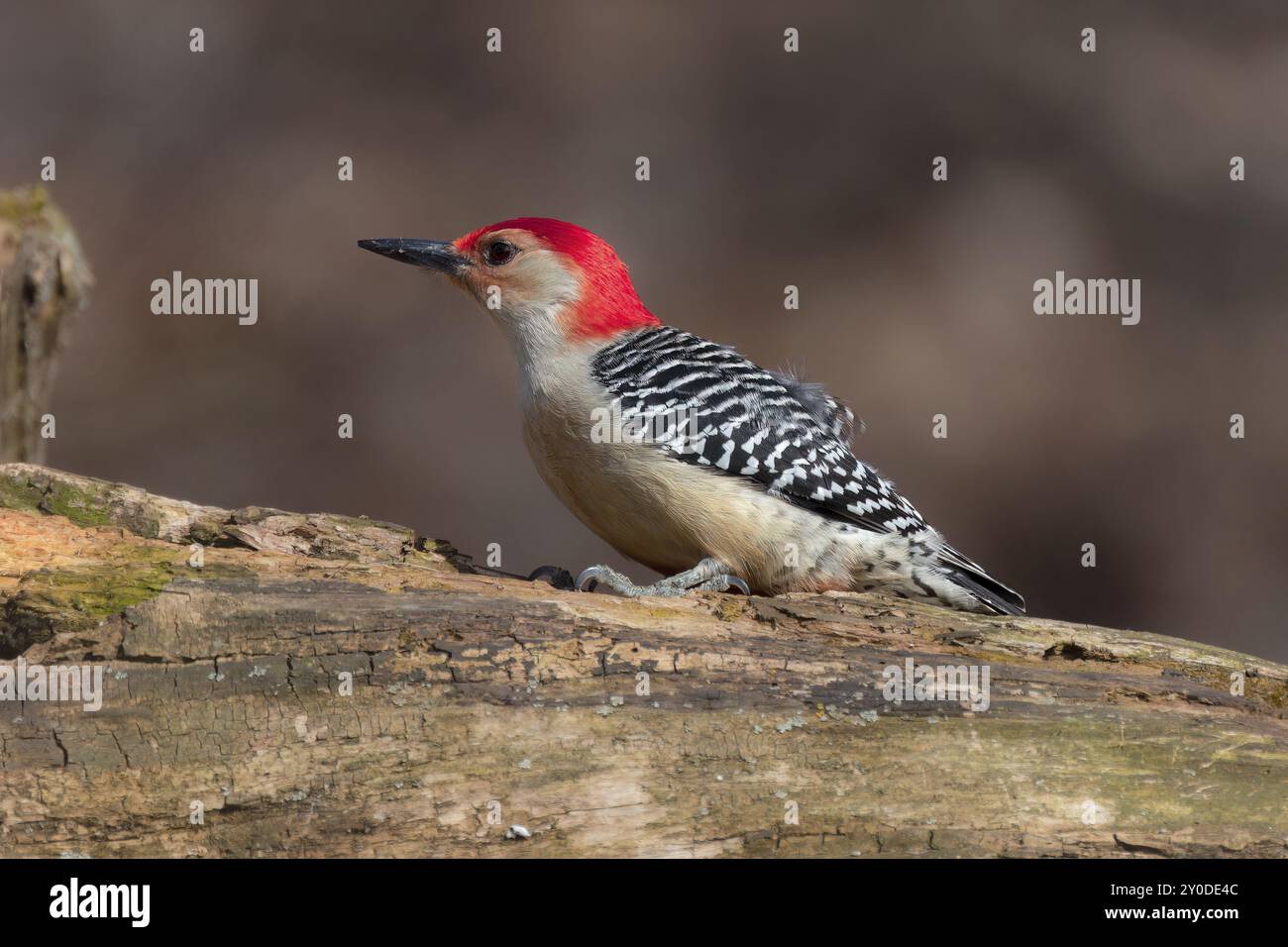Natural scene from Wisconsin state park Stock Photo - Alamy