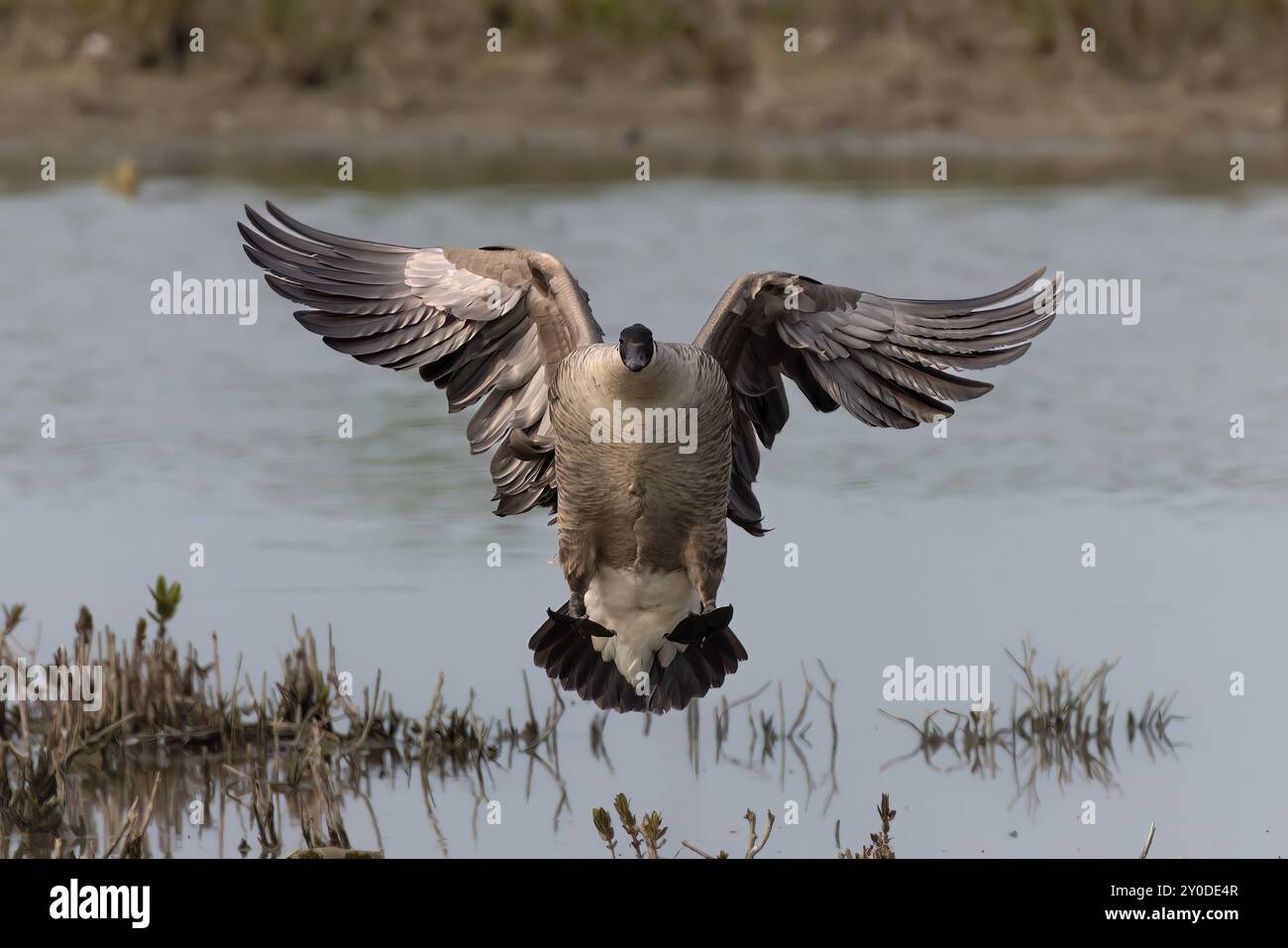 Natural scene from lake Michigan Stock Photo - Alamy