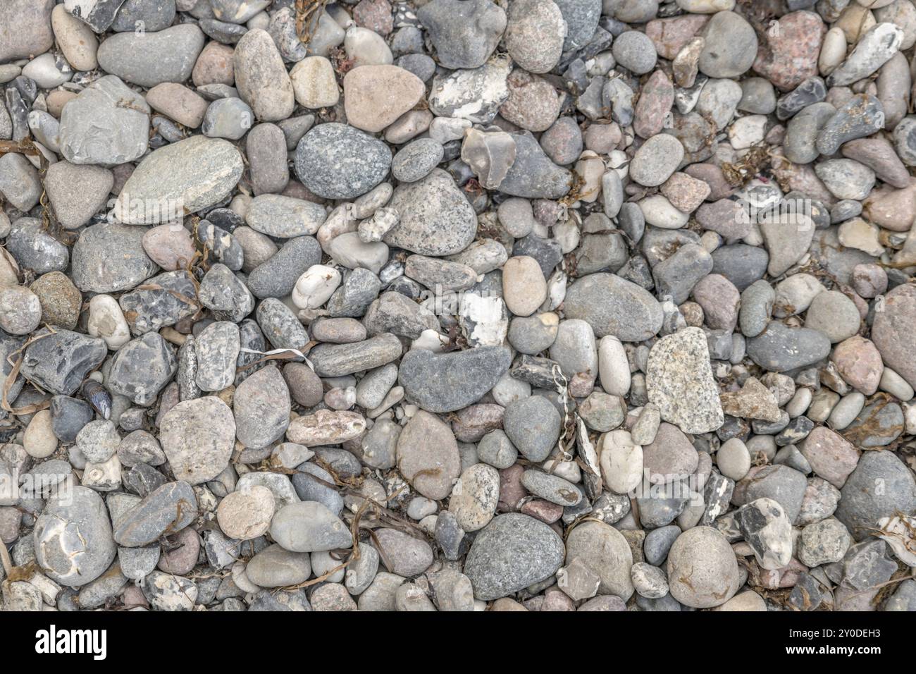 Grey pebbles on the seashore with dried seaweed and algae deposits as a ...