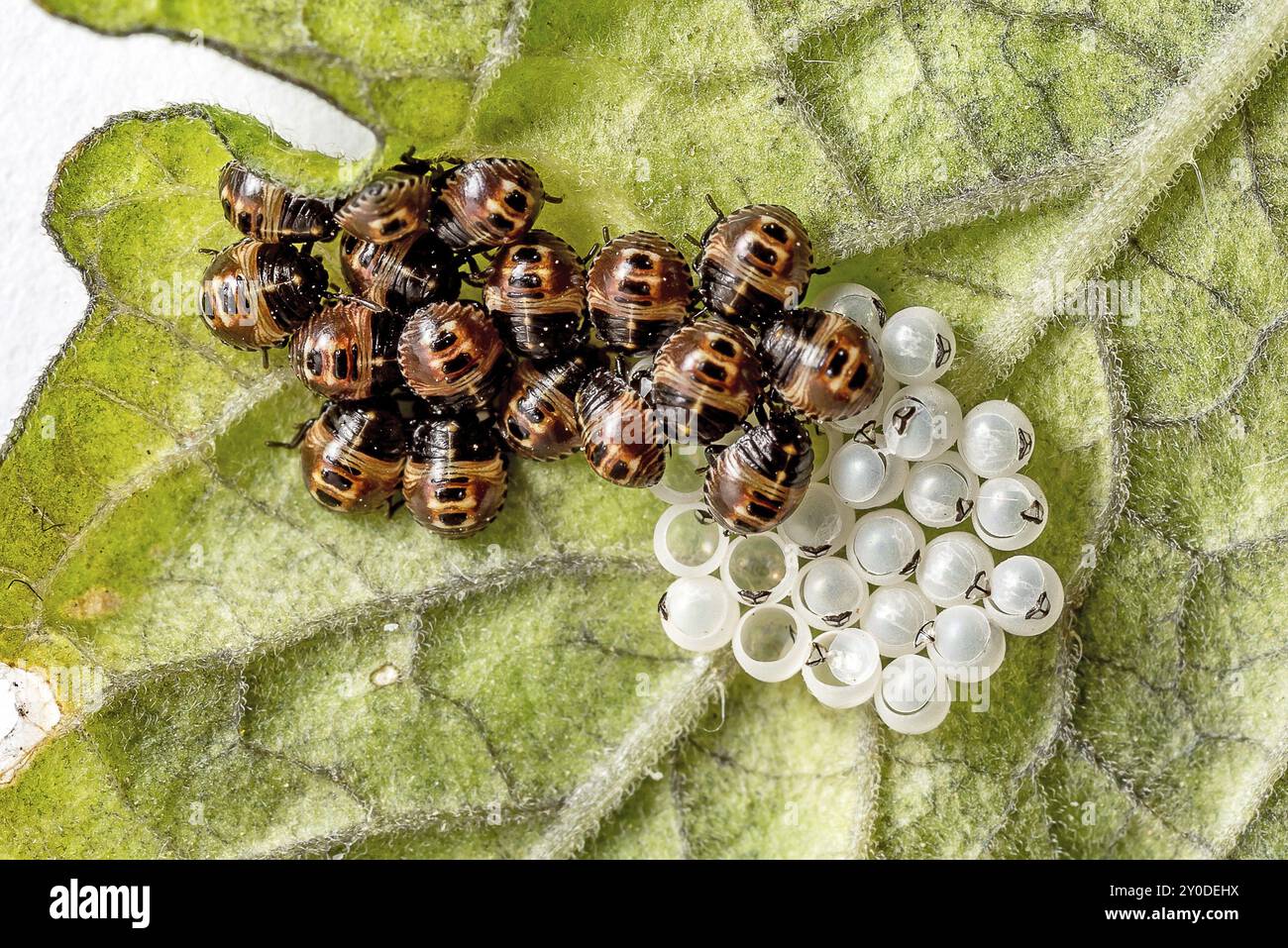 Ladybug eggs hatching hi-res stock photography and images - Alamy
