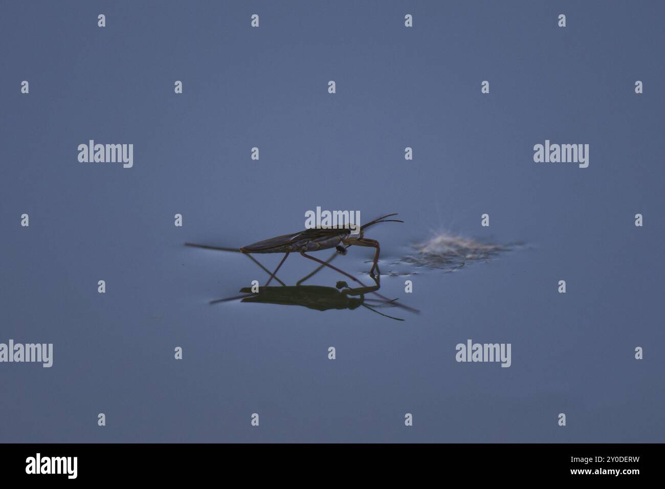 Water strider, Gerridae, water strider Stock Photo - Alamy