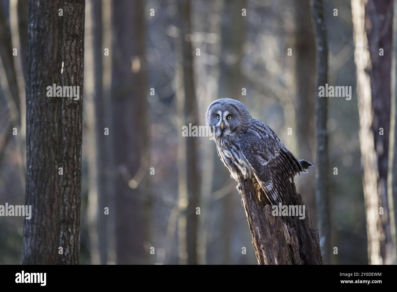 Bearded owl, Strix nebulosa, great grey owl Stock Photo - Alamy