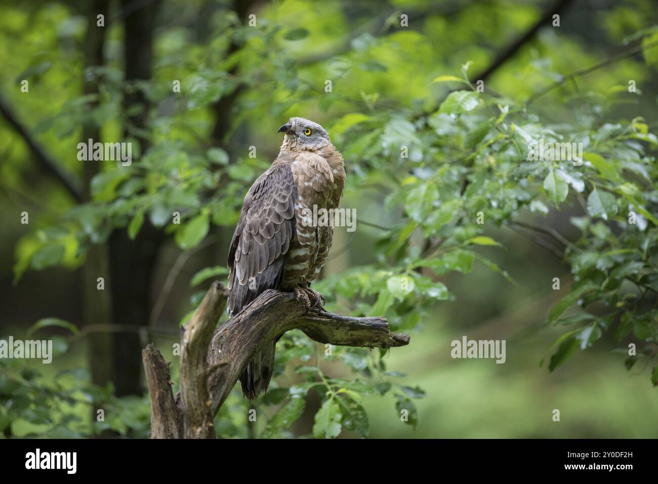 Honey buzzard, male, European honey buzzard, male, Pernis apivorus ...