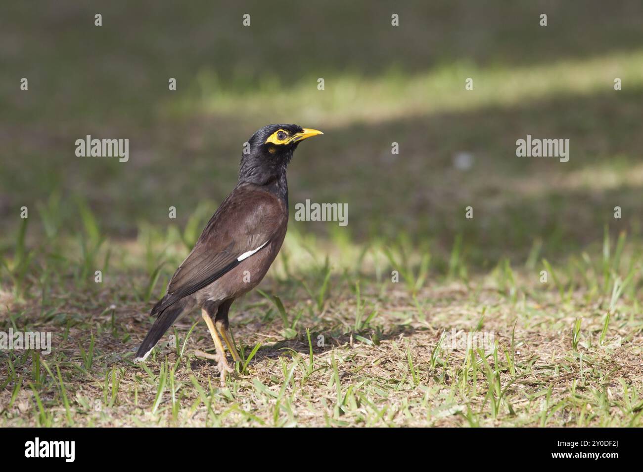 Hirtenmaina, Acridotheres tristis, common myna Stock Photo - Alamy