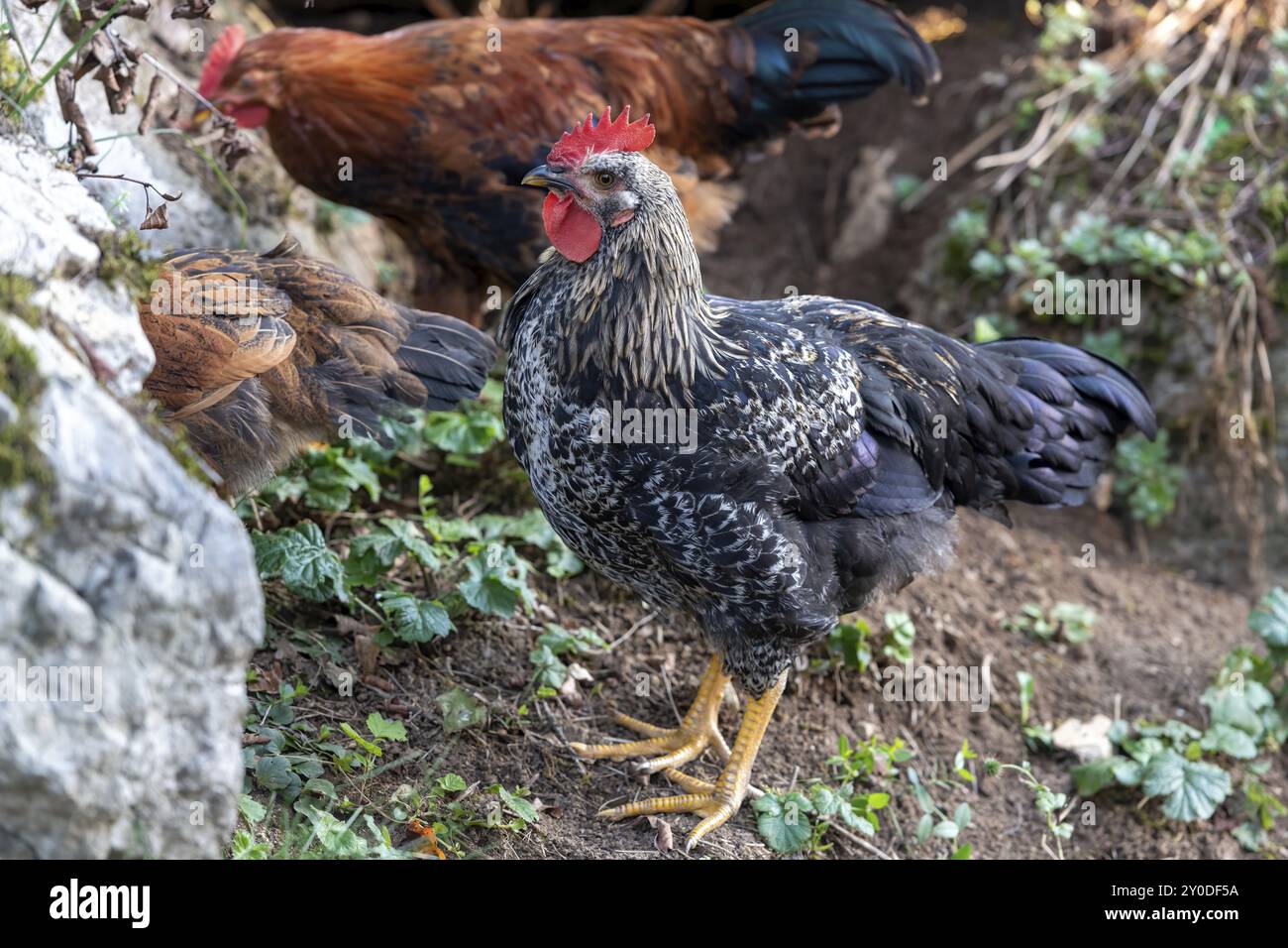 Free-range chickens on a German farm in the summer sunshine Stock Photo ...