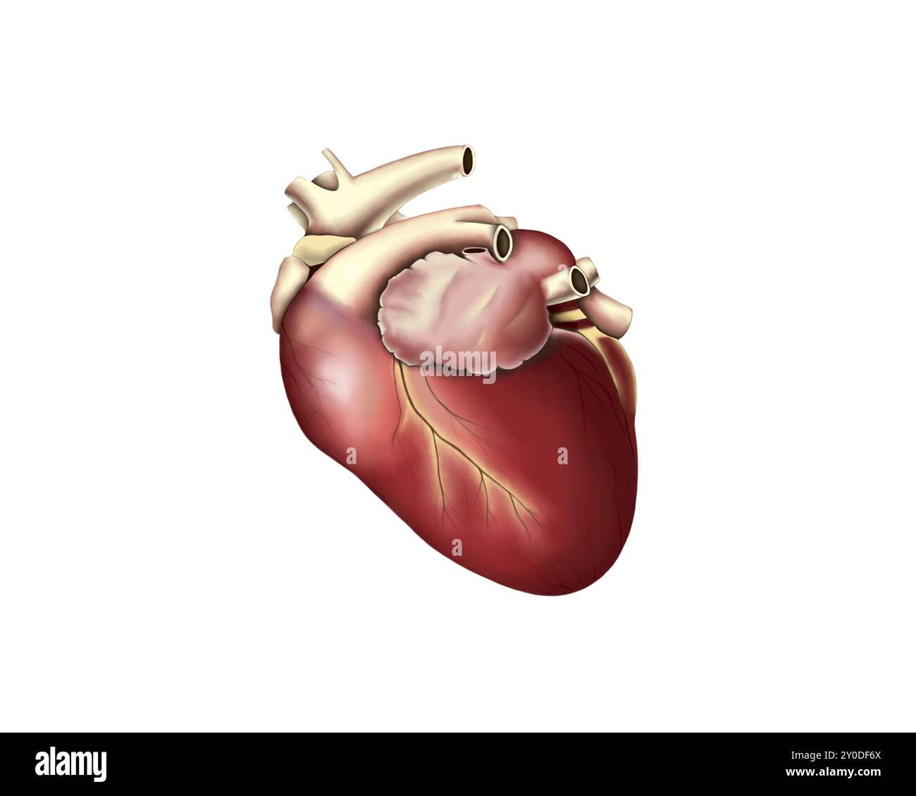 Human hearts anatomy hi-res stock photography and images - Alamy