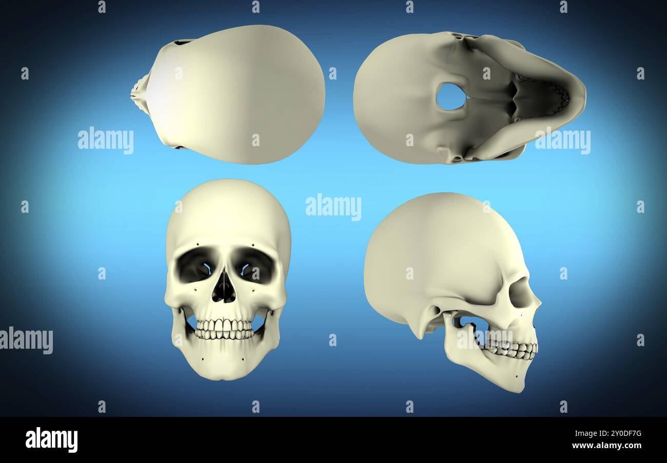 Human skull top view hi-res stock photography and images - Alamy