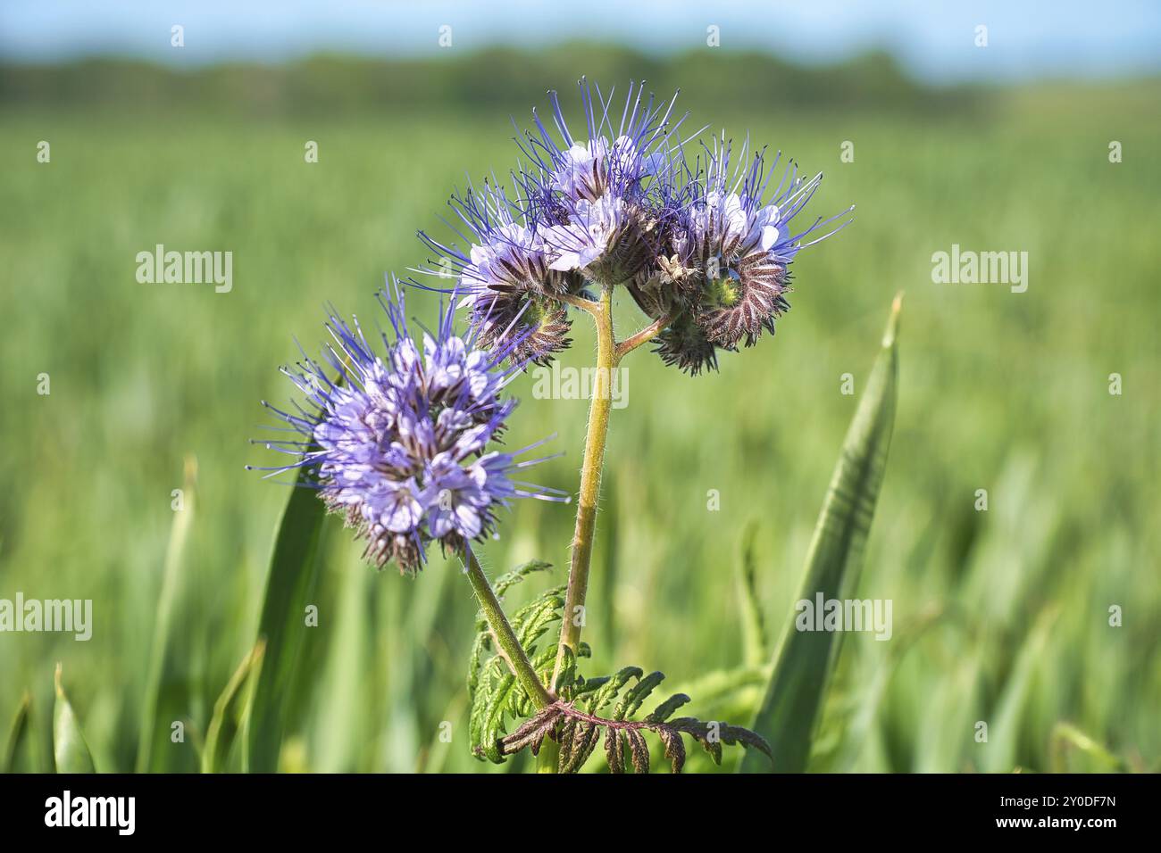 Blue flower cut out in cornfield. Green grass in background. Landscape ...