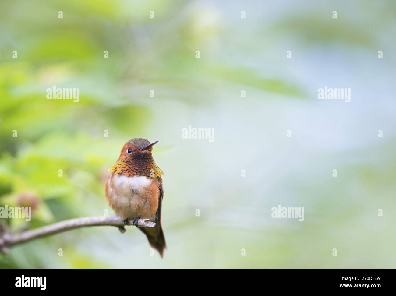 Hummingbird types hi-res stock photography and images - Alamy