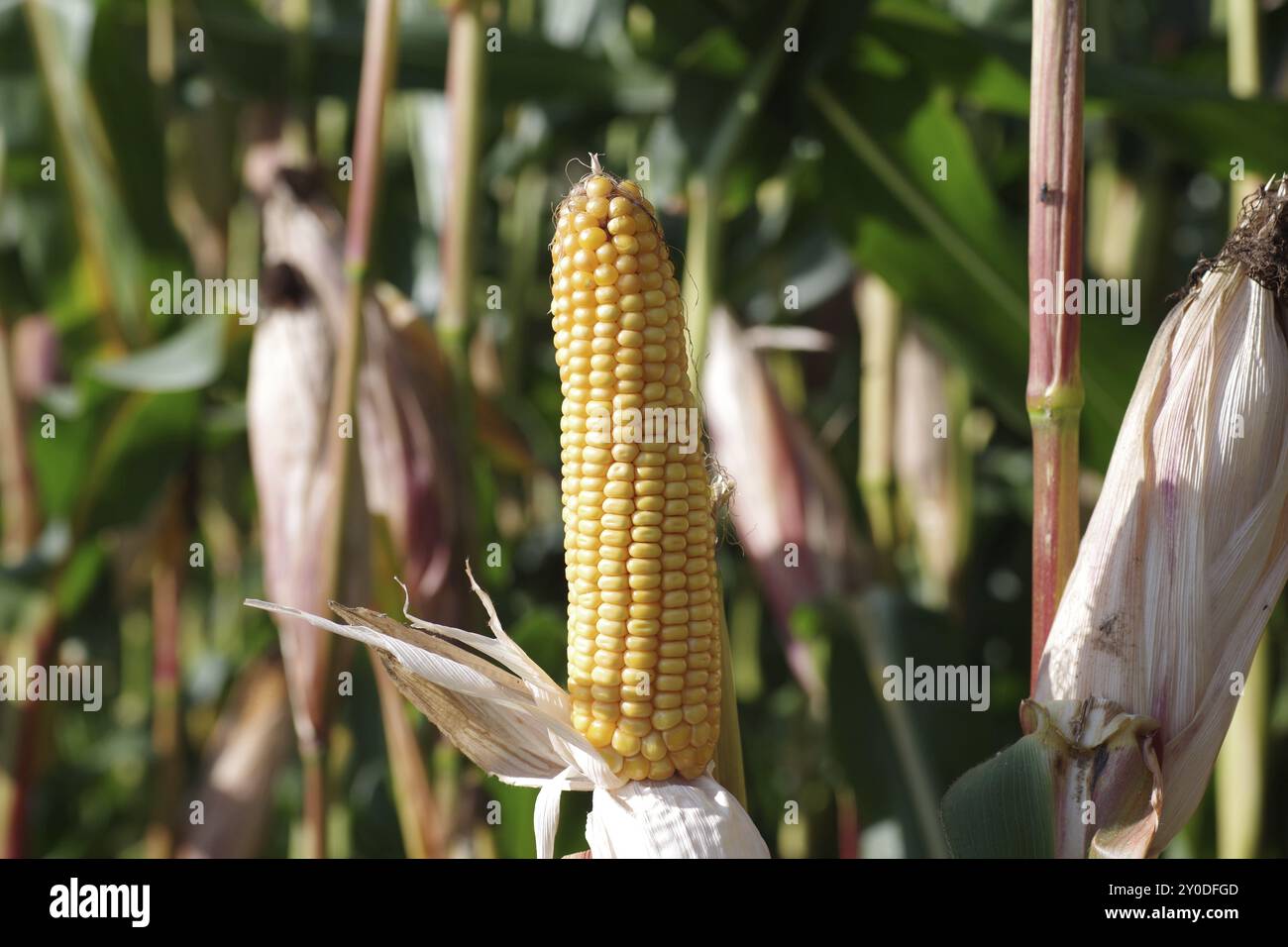 Corn (Zea mays), Cereals, Agriculture, Field, Germany, A corn field ...