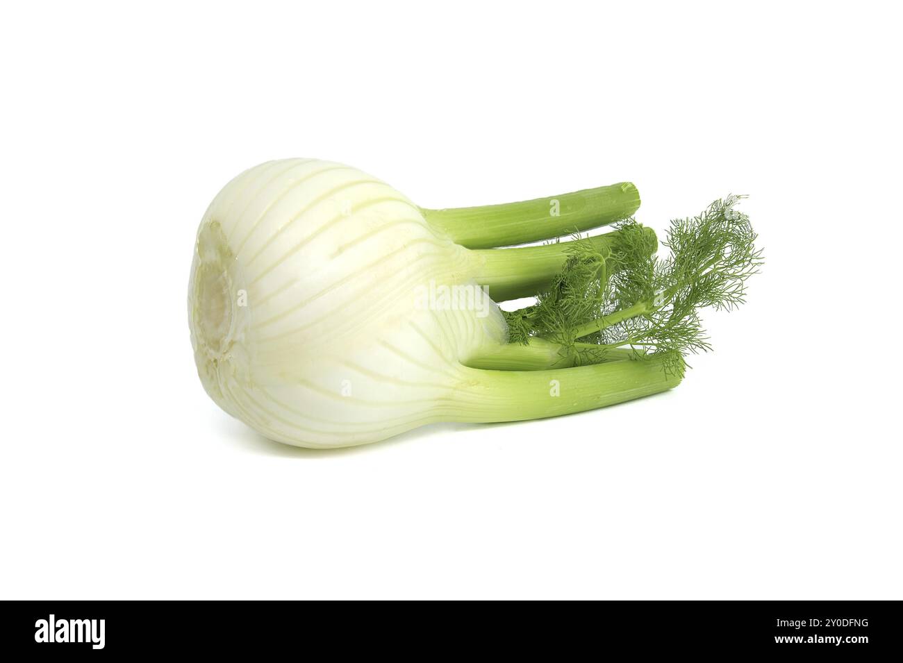Whole fennel bulb predominantly light yellow, with contrasting shades ...
