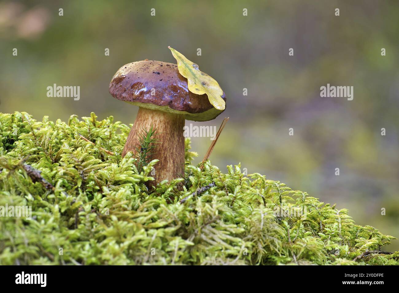 Boletus pinophilus mushroom is nestled amidst a lush setting ...
