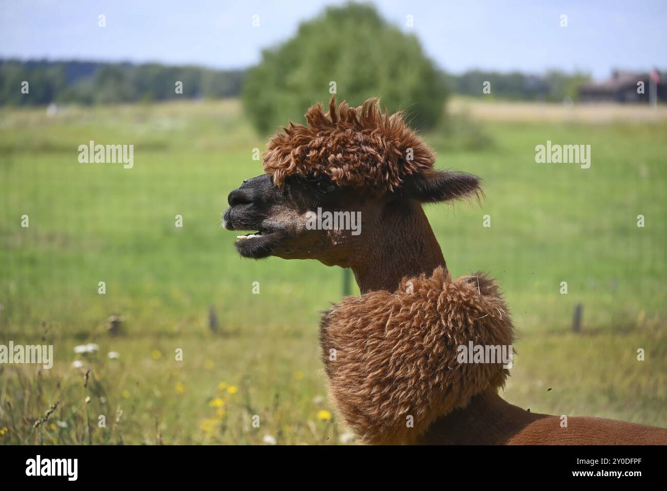 Brown alpaca with a thick, fluffy coat and a pronounced hairstyle ...