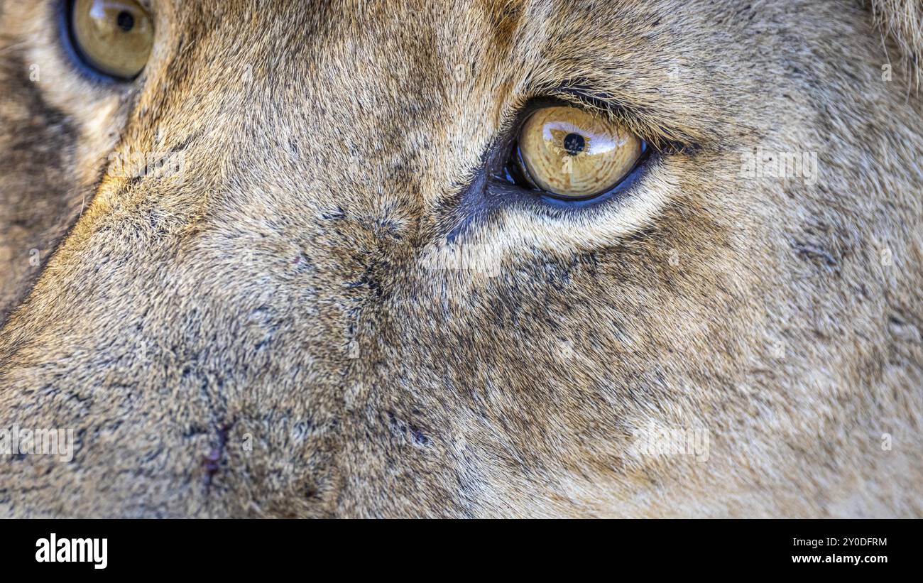 Eye of a lion (Panthera leo), close-up, Manyeleti Game Reserve, South ...