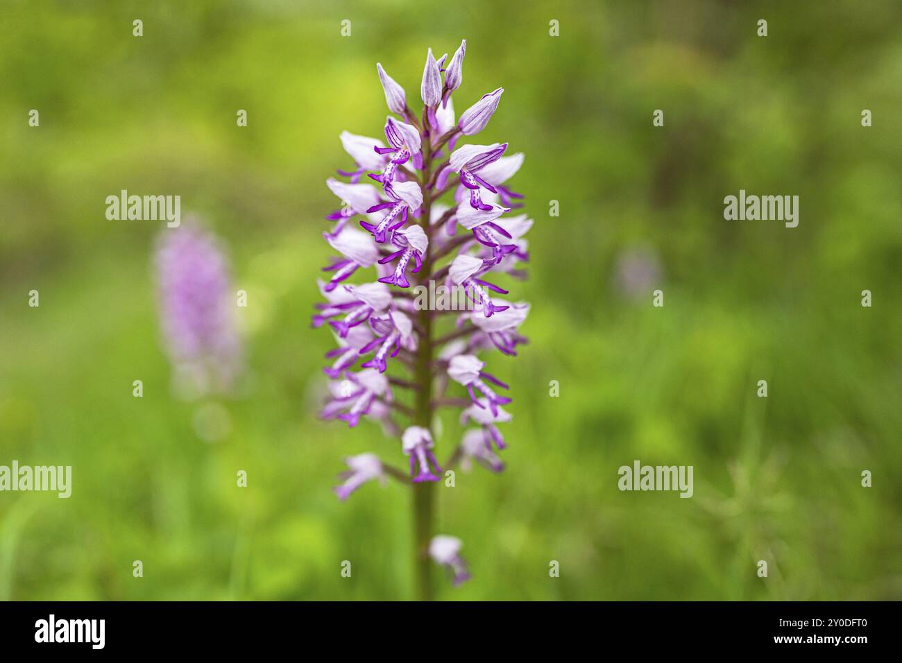 Native orchid in the Swabian Alb Stock Photo - Alamy
