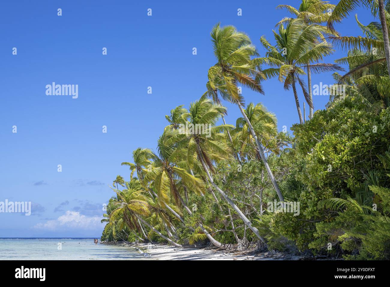Tetiaroa, Atoll, Marlon Brando Island, French Polynesia, Society ...