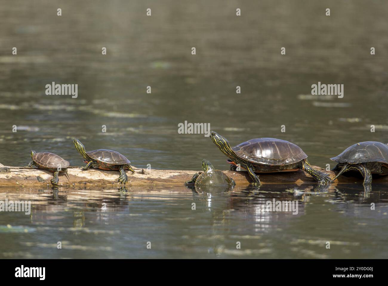 Several painted turtles are basking in the sun on a log at the National ...
