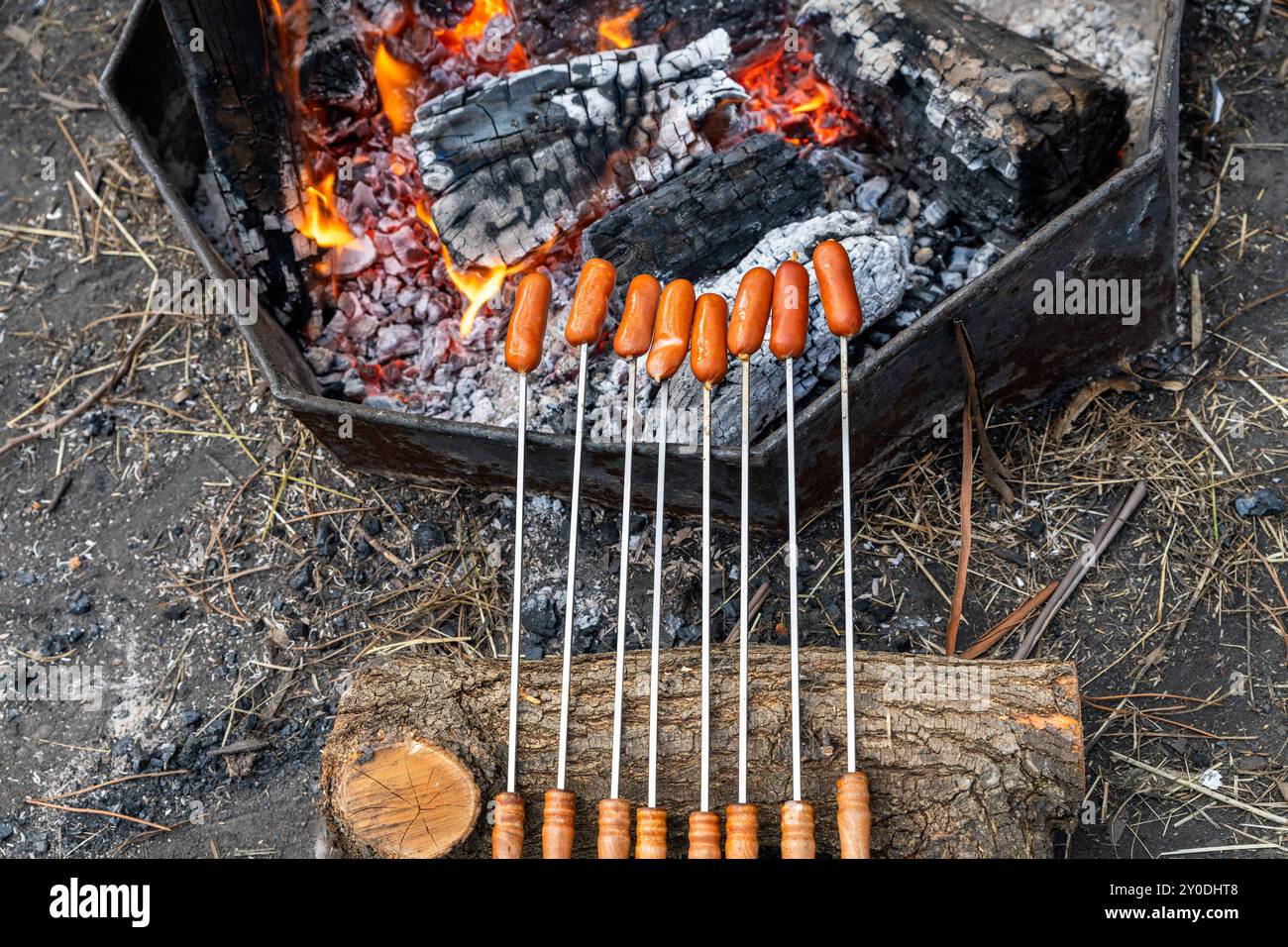 Campfire BBQ sausages cooking on stick skewers in Kuitpo Forest camping ...