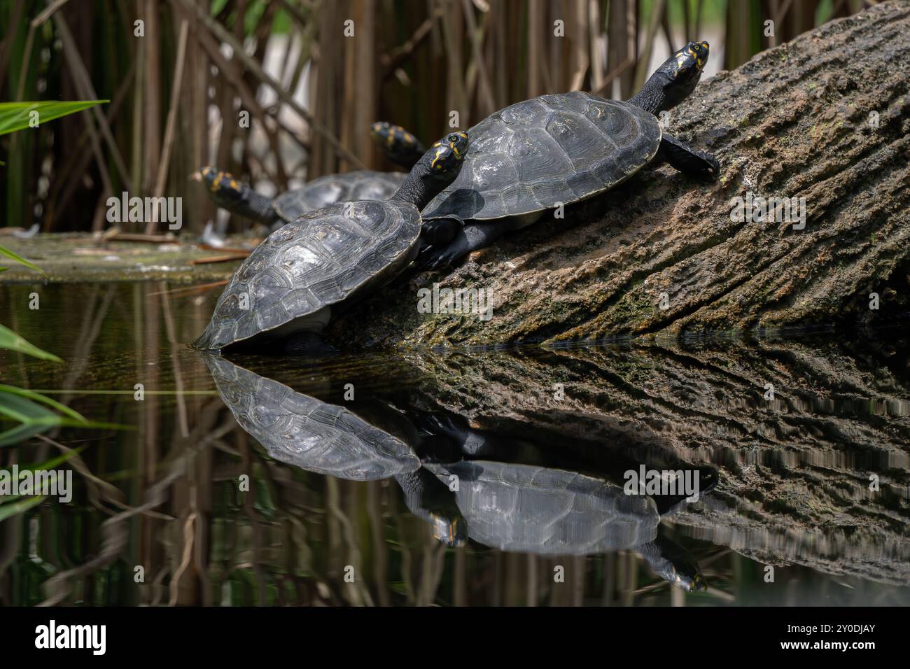 Yellow-spotted Amazon Turtle - Podocnemis unifilis, shell of unique ...