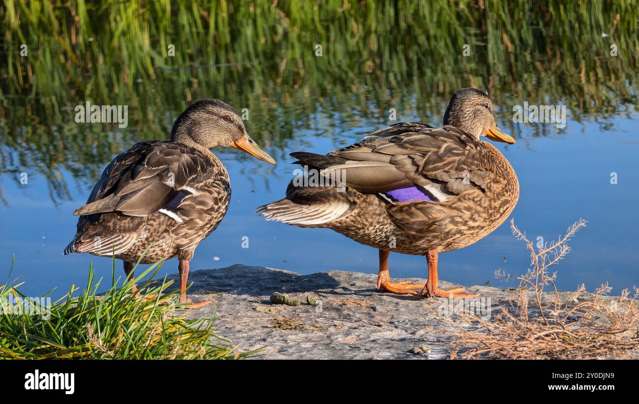 Ducks standing on the pier by the river Corrib, Galway, Ireland ...