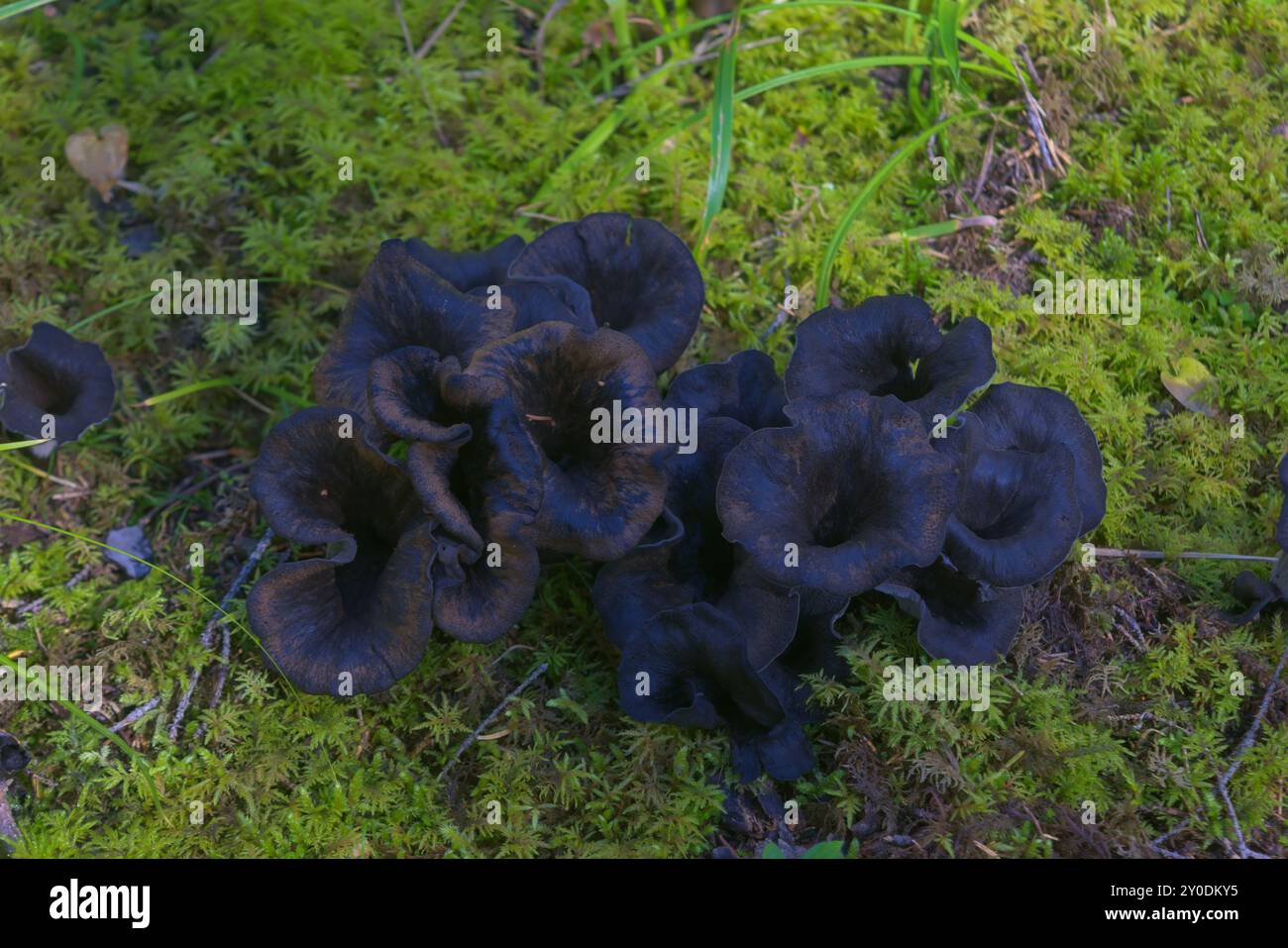 A group of edible mushrooms Craterellus cornucopioides (horn of plenty ...