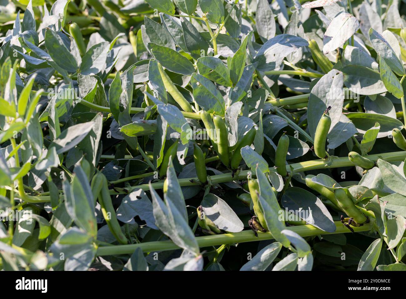 An agricultural field where green beans grow, growing legumes in the ...