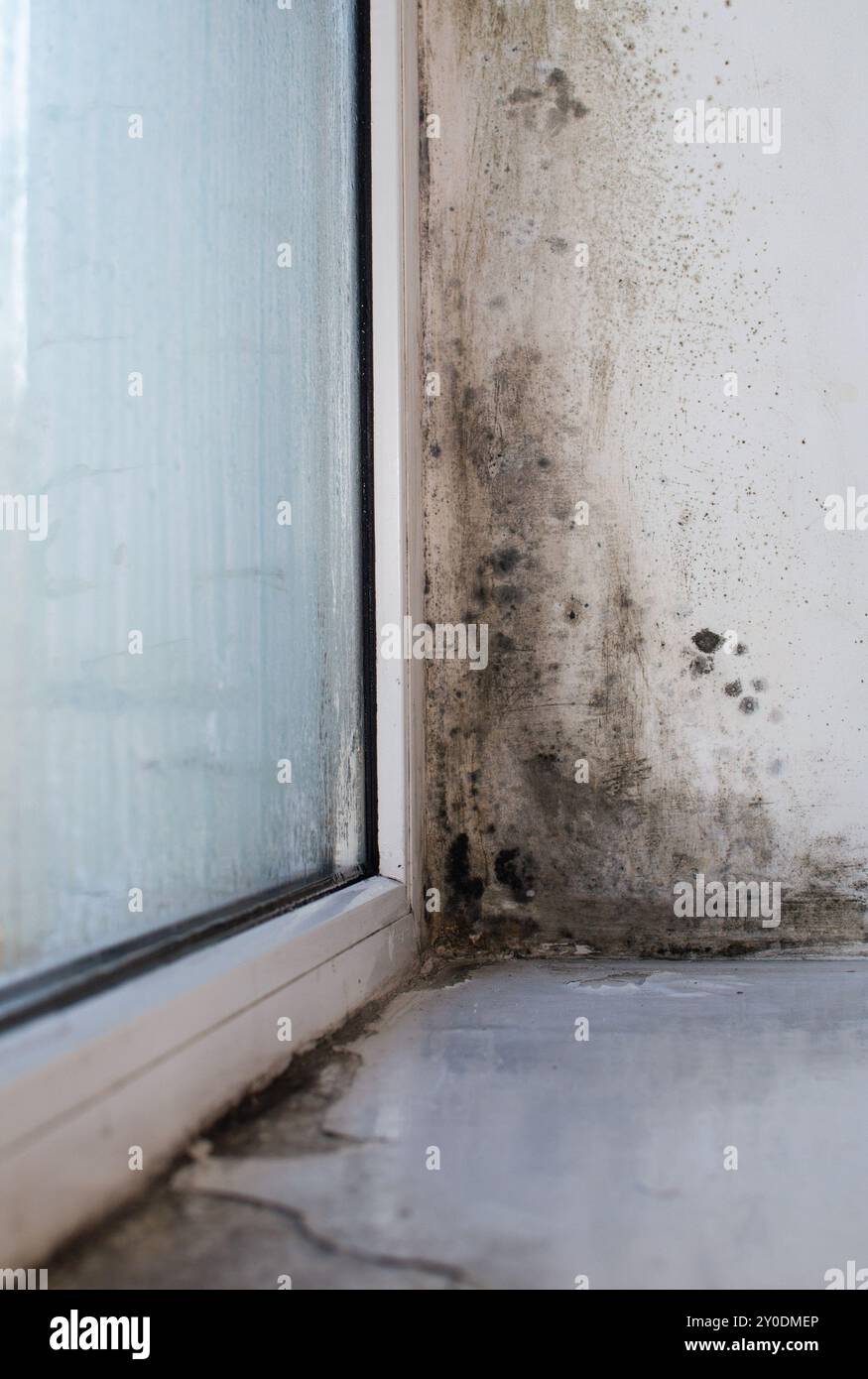 mold on the window. vertical Stock Photo - Alamy