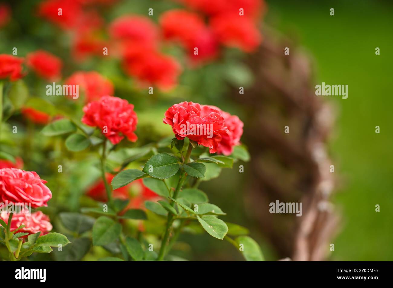 Rose cayenne hi-res stock photography and images - Alamy