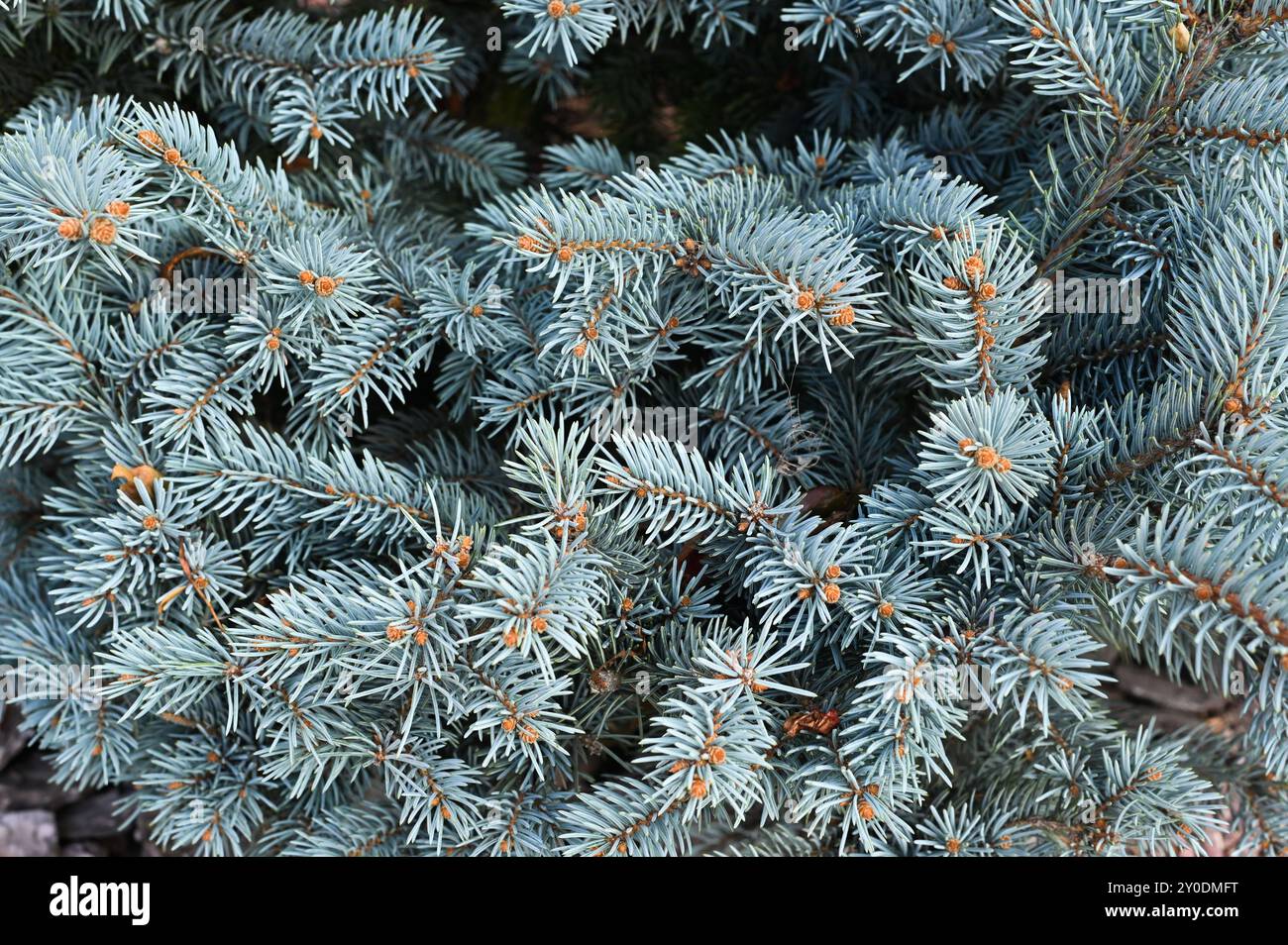 background blue spruce flower close-up Stock Photo - Alamy