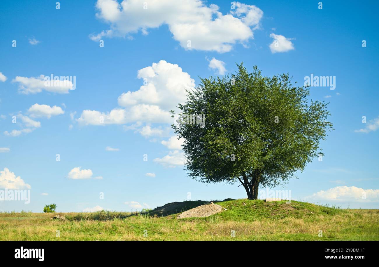 one tree growing in a field. concept Stock Photo - Alamy
