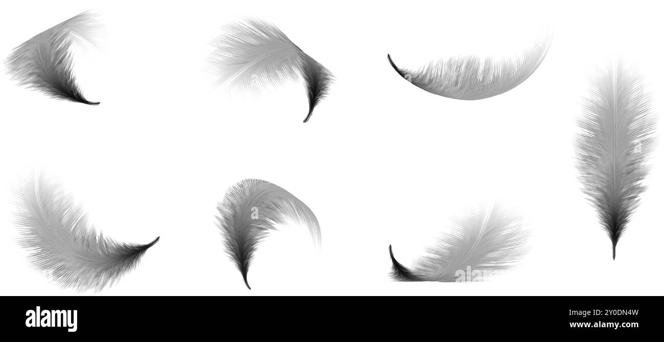 3d realistic illustration. Black fluffy bird feather in different ...