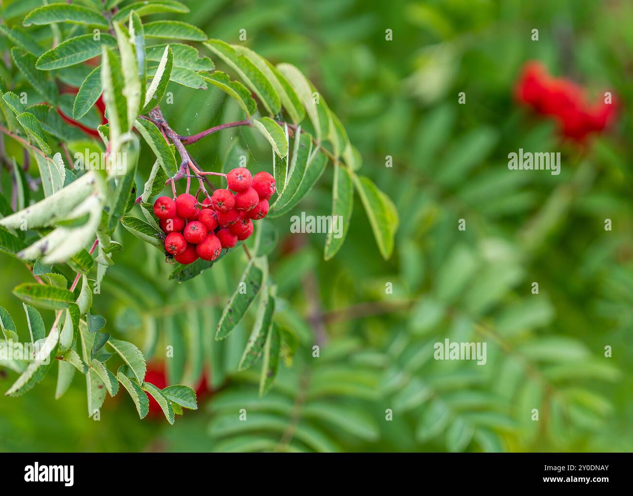 Red berries on a Rowan tree, Sorbus aucuparia. Autumn background ...