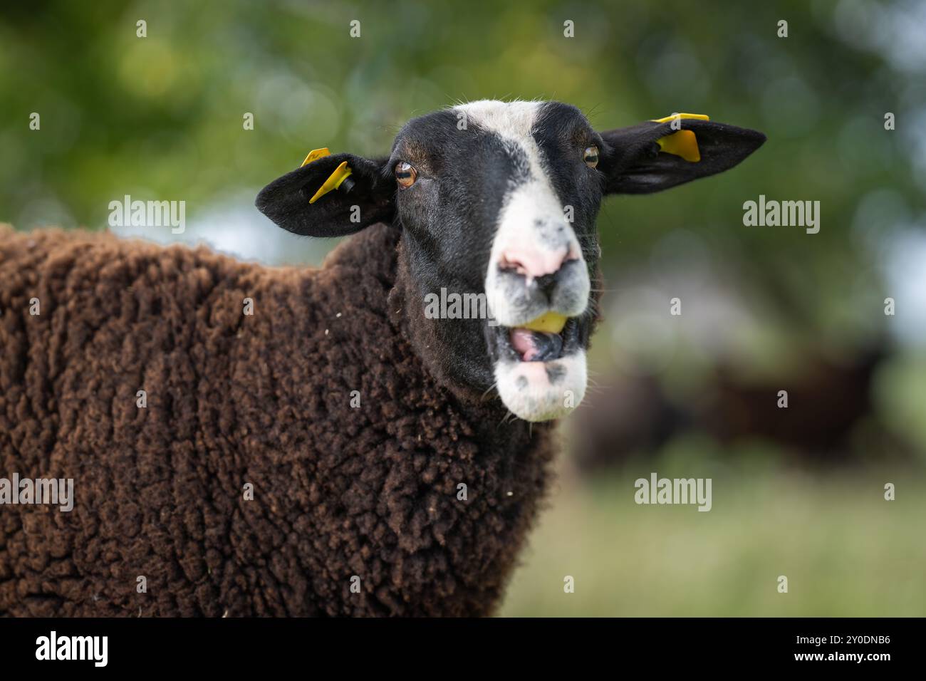 Funny sheep. Portrait of a sheep eating an apple Stock Photo - Alamy