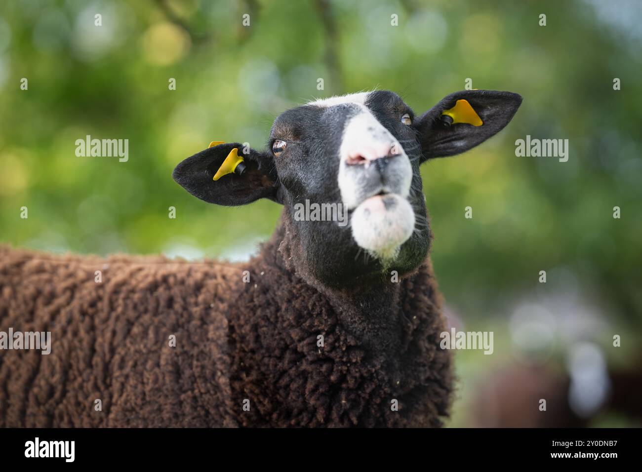 Funny sheep hi-res stock photography and images - Alamy