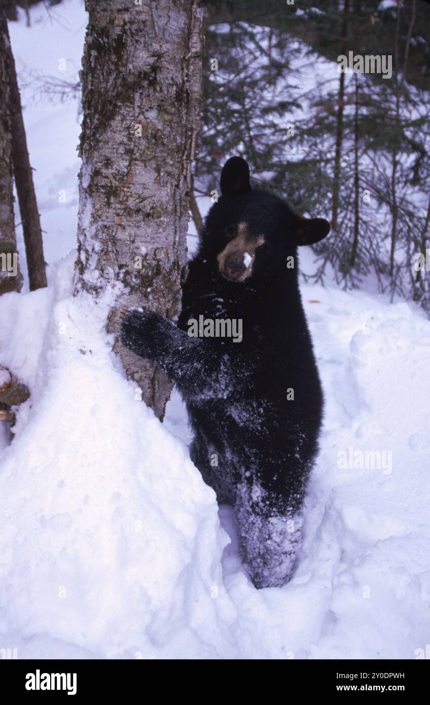Raising black bears in New Hampshire Stock Photo - Alamy