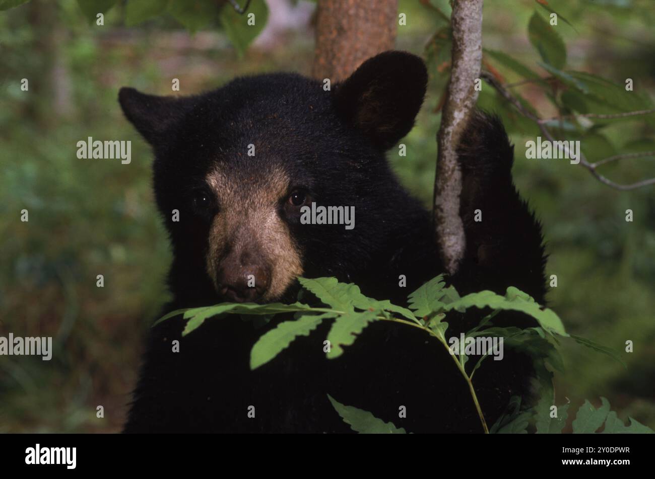 Raising black bears in New Hampshire Stock Photo - Alamy