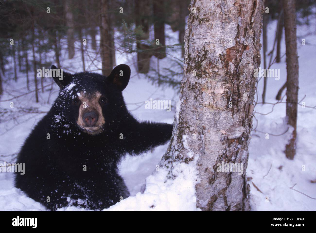 Raising black bears in New Hampshire Stock Photo - Alamy