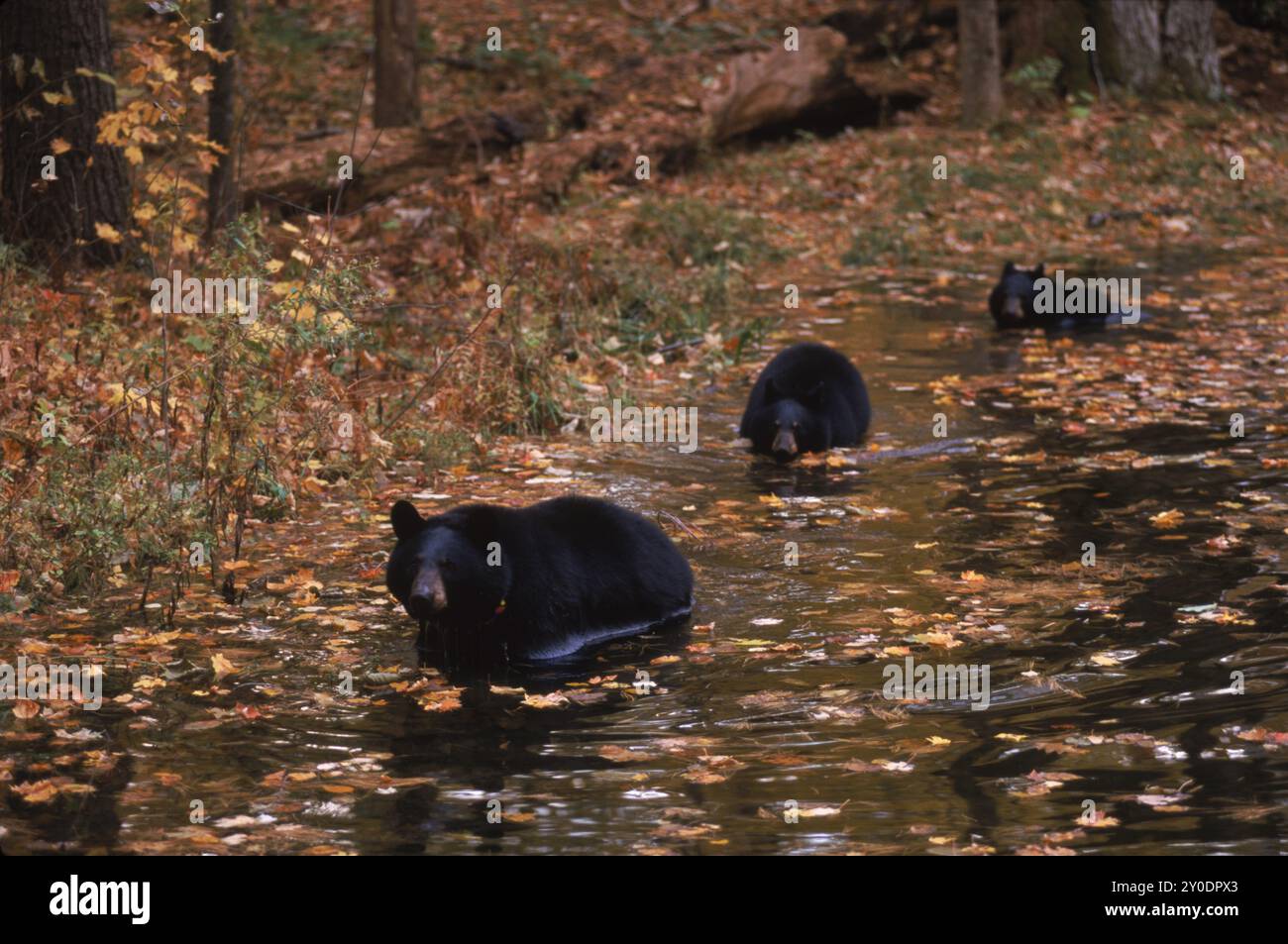Raising black bears in New Hampshire Stock Photo - Alamy