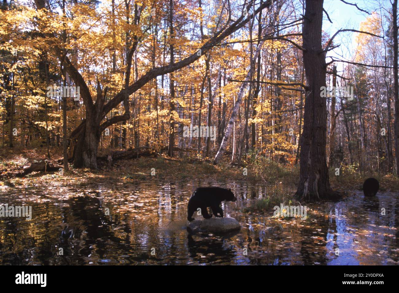 Raising black bears in New Hampshire Stock Photo - Alamy