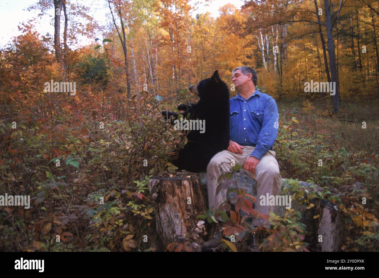 Raising black bears in New Hampshire Stock Photo - Alamy
