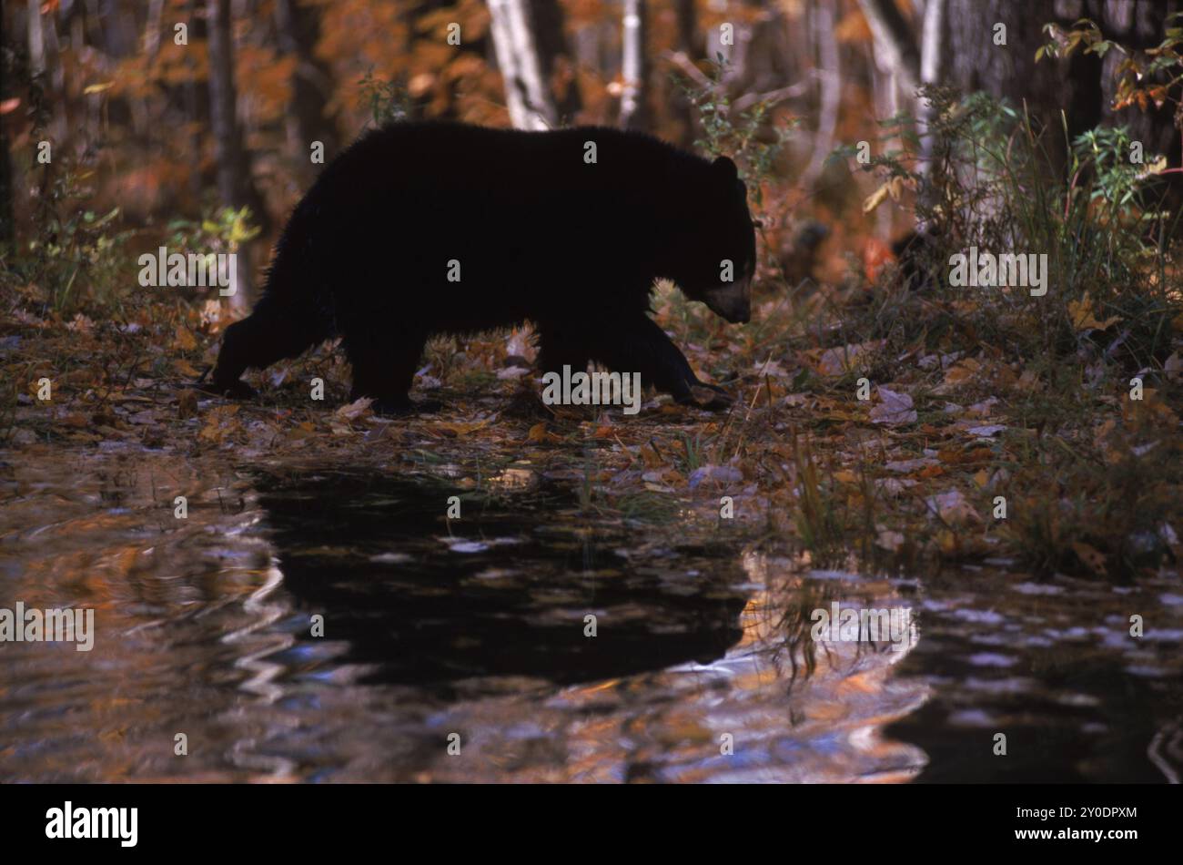 Raising black bears in New Hampshire Stock Photo - Alamy