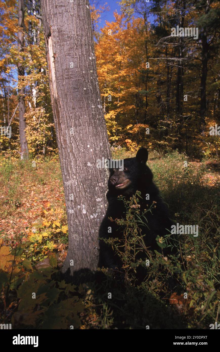 Raising black bears in New Hampshire Stock Photo - Alamy