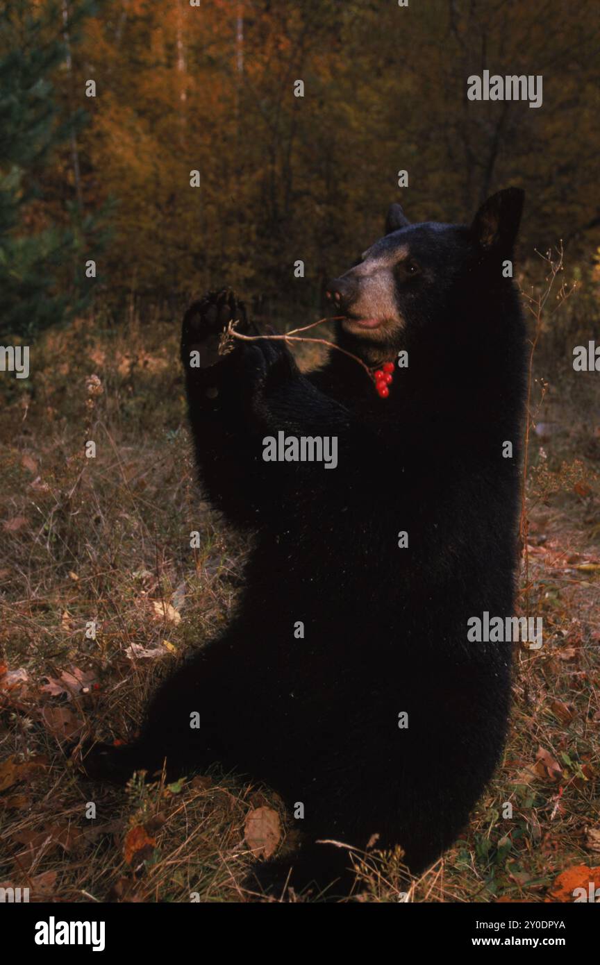 Raising black bears in New Hampshire Stock Photo - Alamy