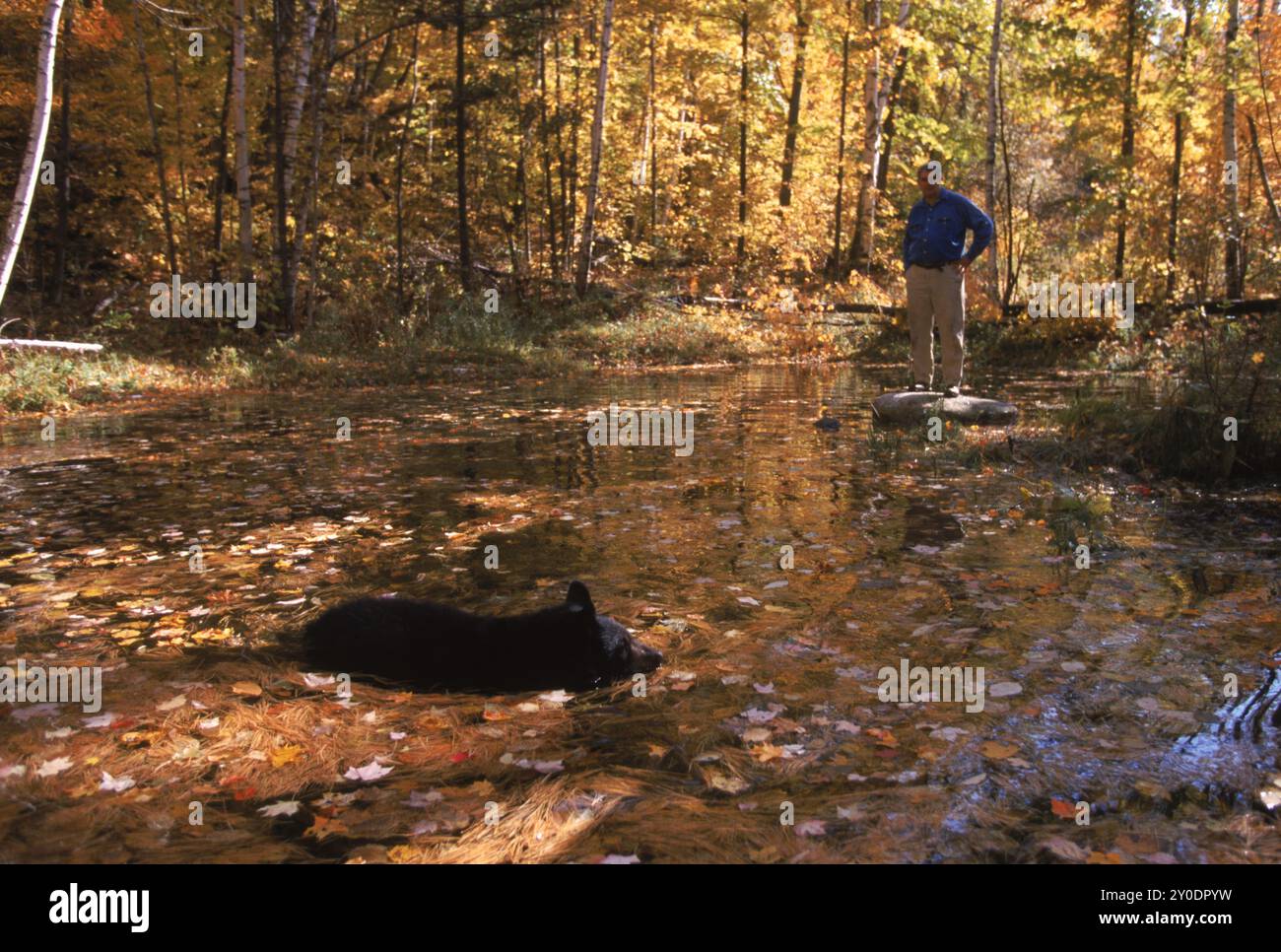Raising black bears in New Hampshire Stock Photo - Alamy