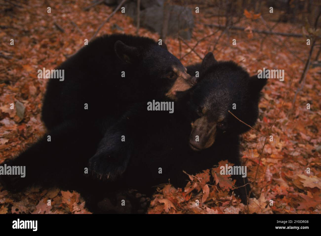 Raising black bears in New Hampshire Stock Photo - Alamy