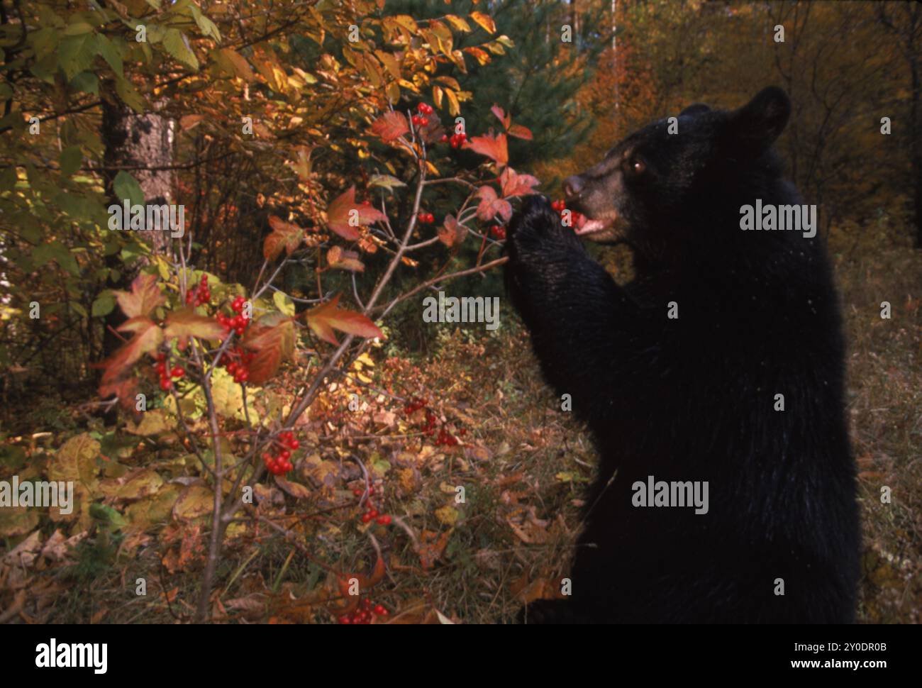 Raising black bears in New Hampshire Stock Photo - Alamy