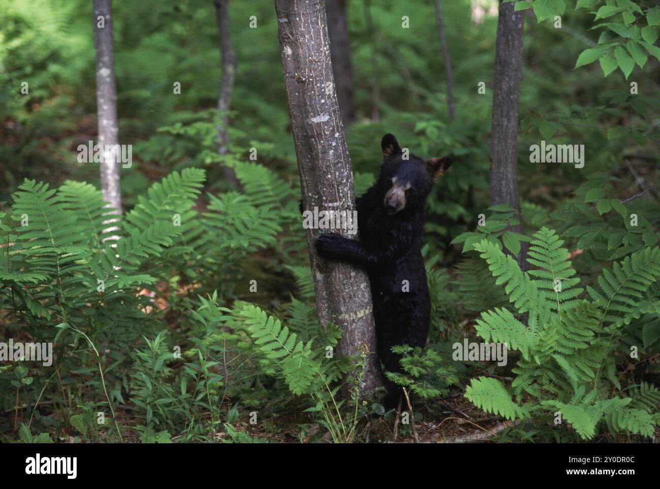 Raising black bears in New Hampshire Stock Photo - Alamy