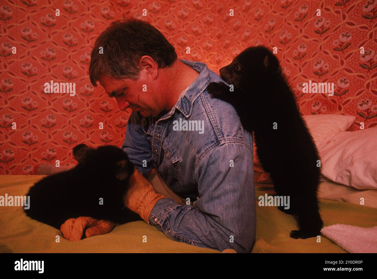 Raising black bears in New Hampshire Stock Photo - Alamy