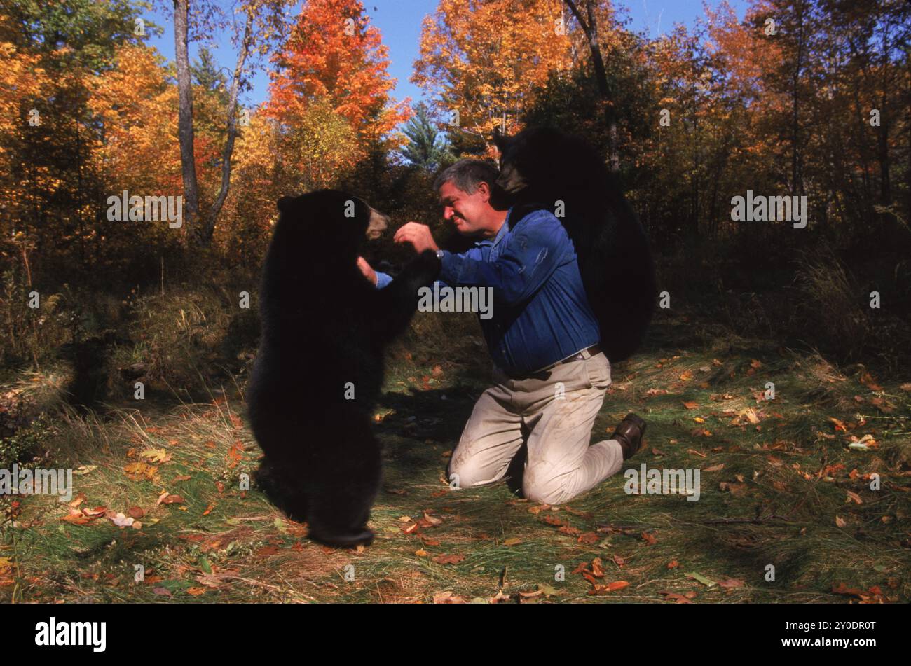 Raising black bears in New Hampshire Stock Photo - Alamy